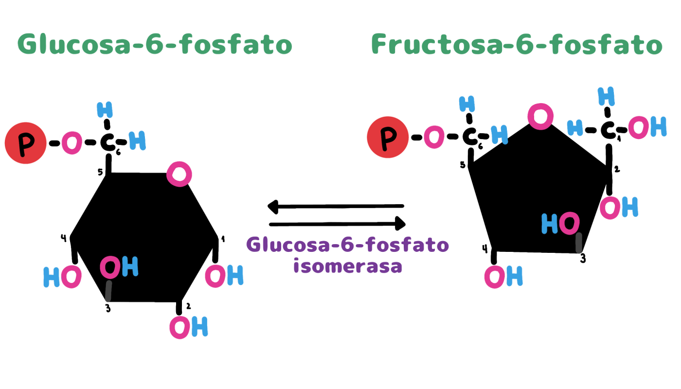 Glucólisis - Ciencia Ok 2024
