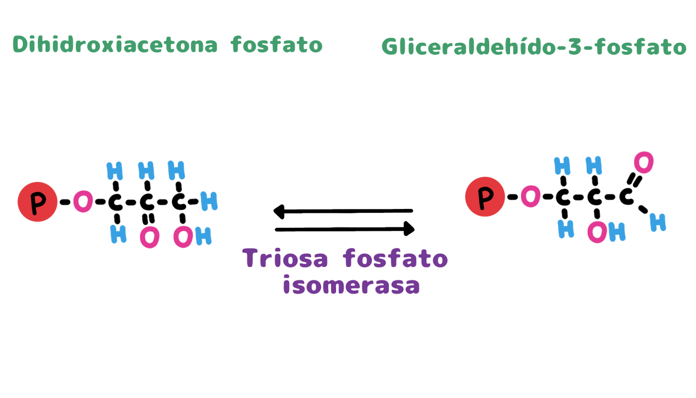 Glucólisis - Ciencia Ok 2024